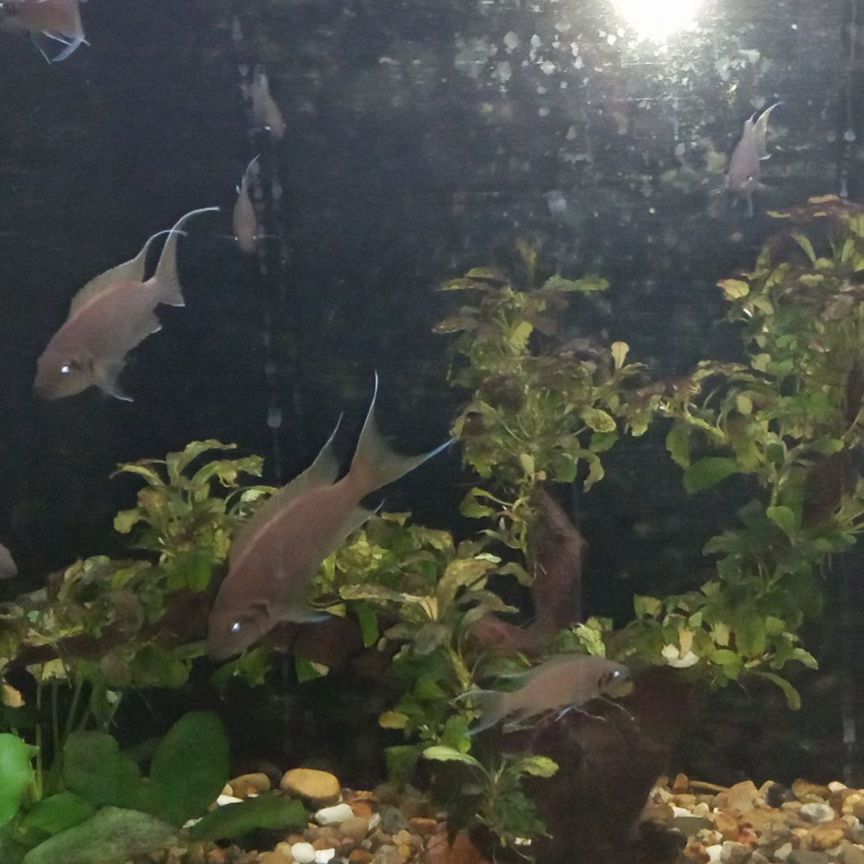 Аквариумные рыбки