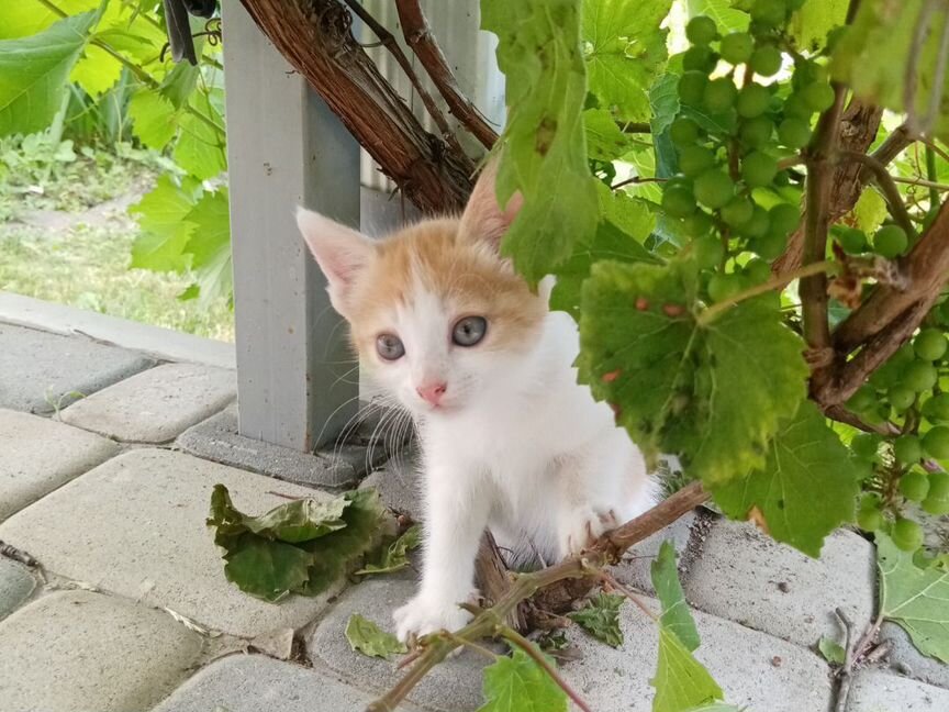 Котята курильский бобтейл
