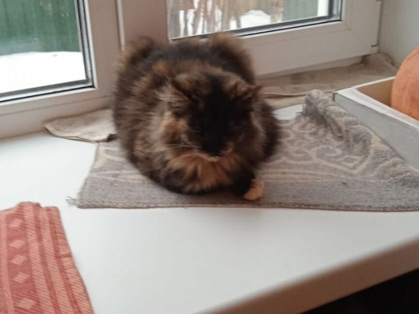 Отдается кошка срочн0