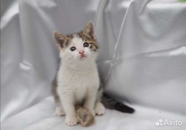 Хорошенький котенок-девочка в дар
