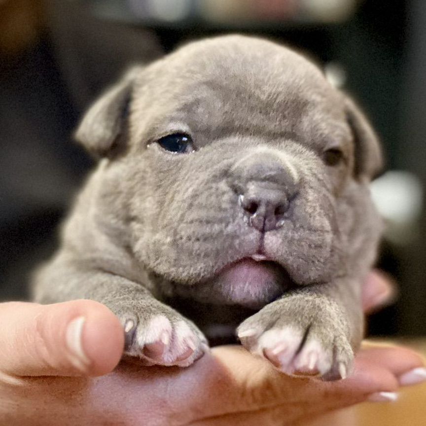 Американский булли, щенок
