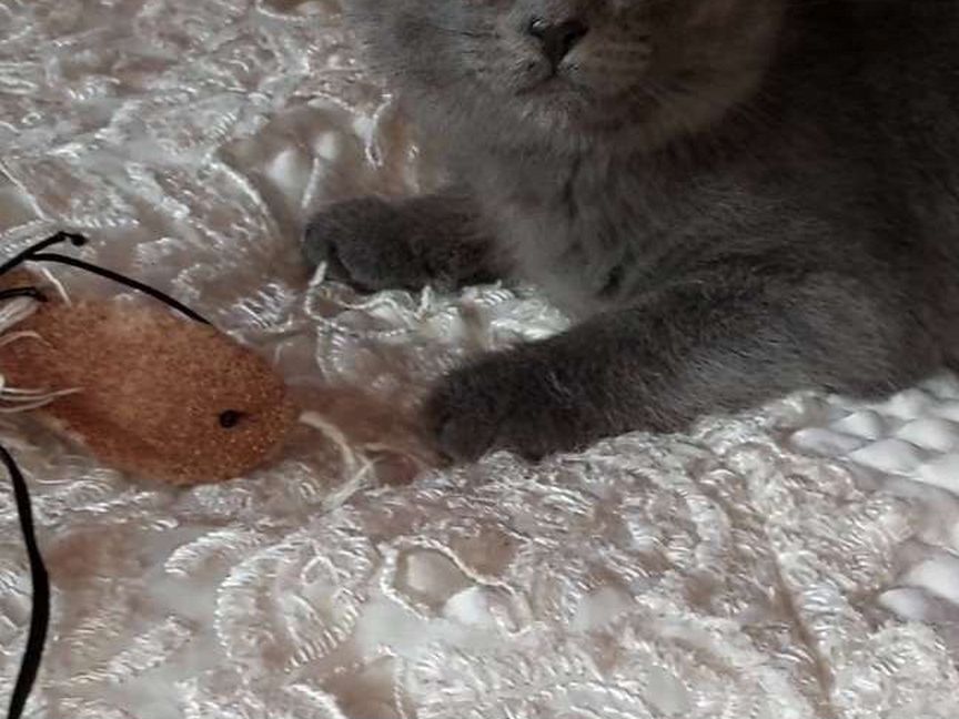 Котенок мальчик дымчатый