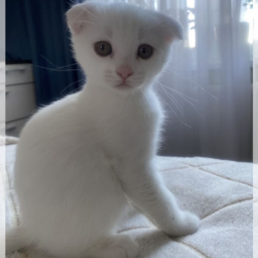 Шотландский вислоухий короткошёрстный котёнок