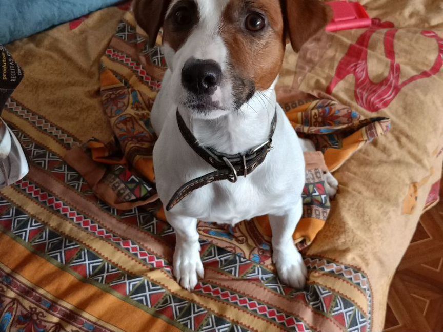 Джек Рассел терьер бесплатно