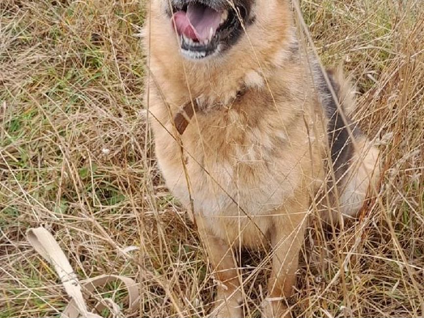 Отдам в добрые руки