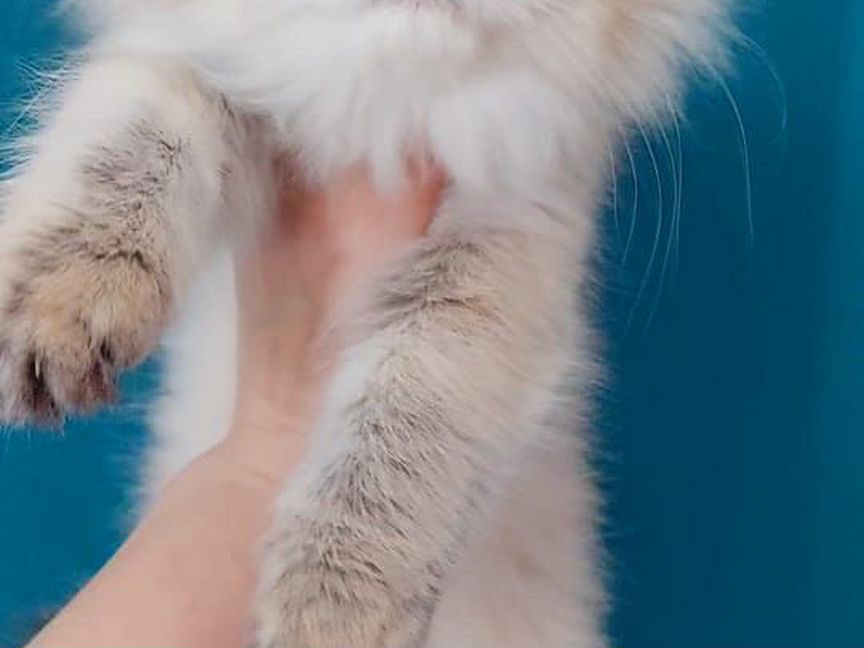 Длинношерстная британская кошечка золотая шиншилла