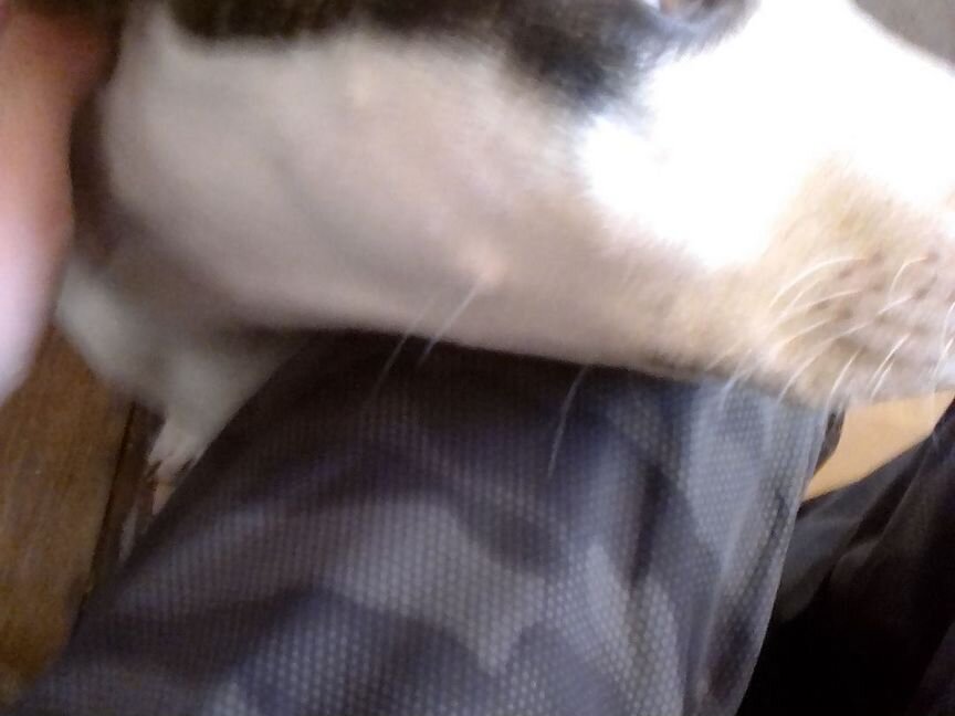 Собака в добрые руки отдам бесплатно