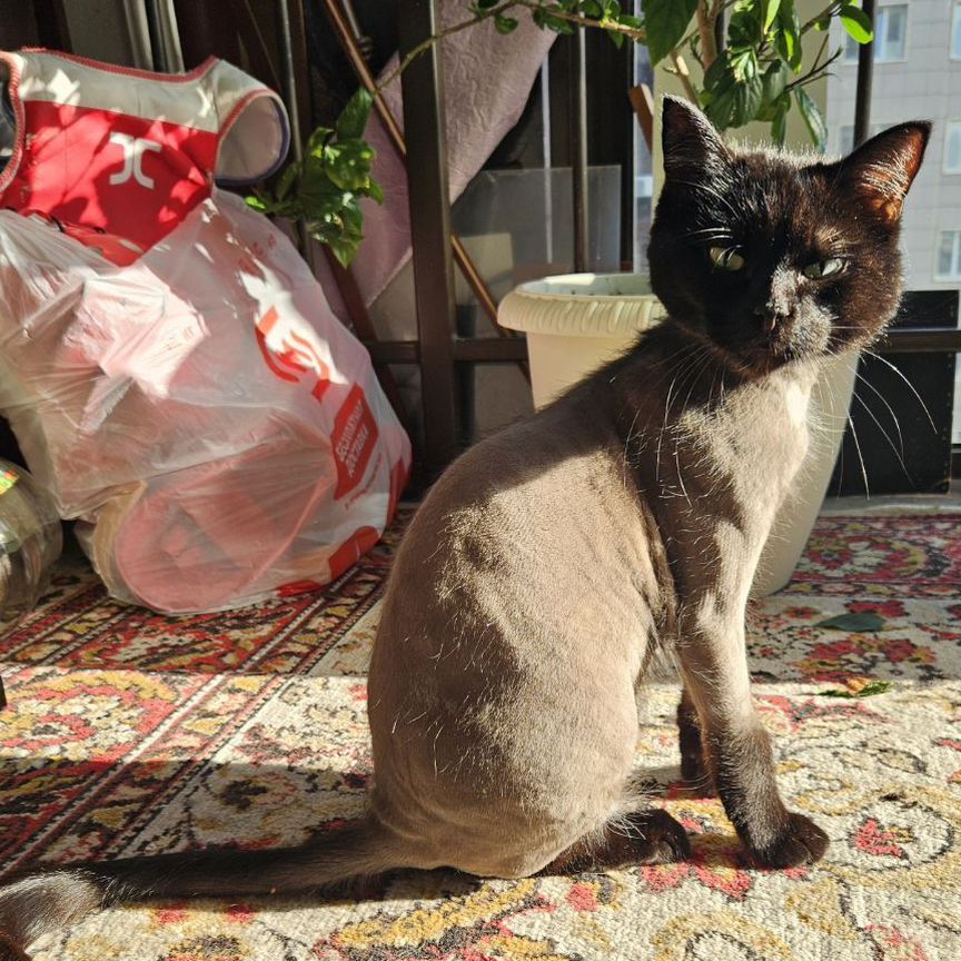 Кошка Вакса