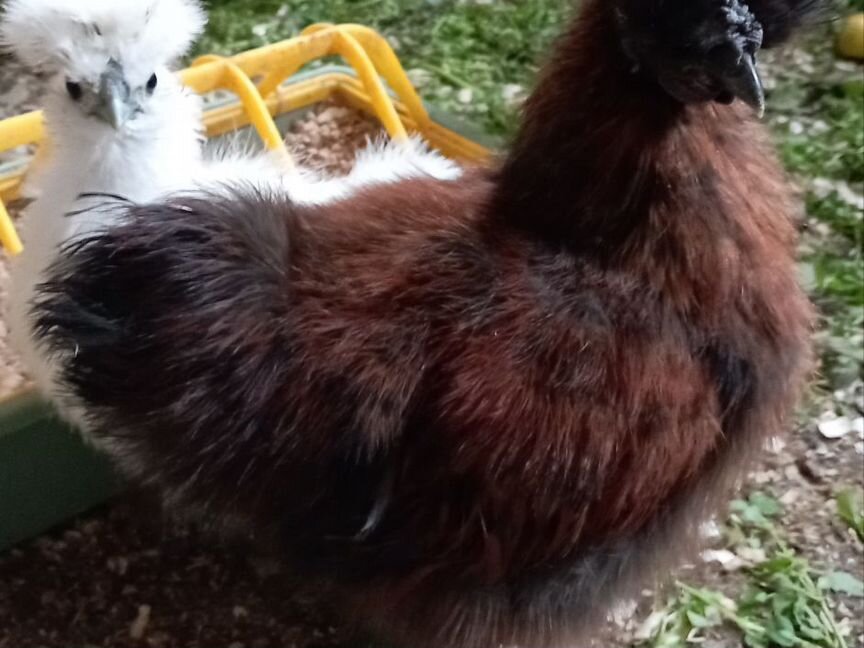 Пара китайских шёлковых курочек