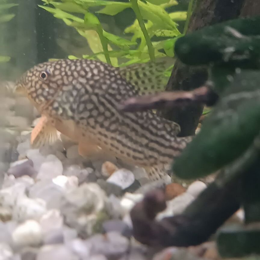 Рыбки аквариумные, разные