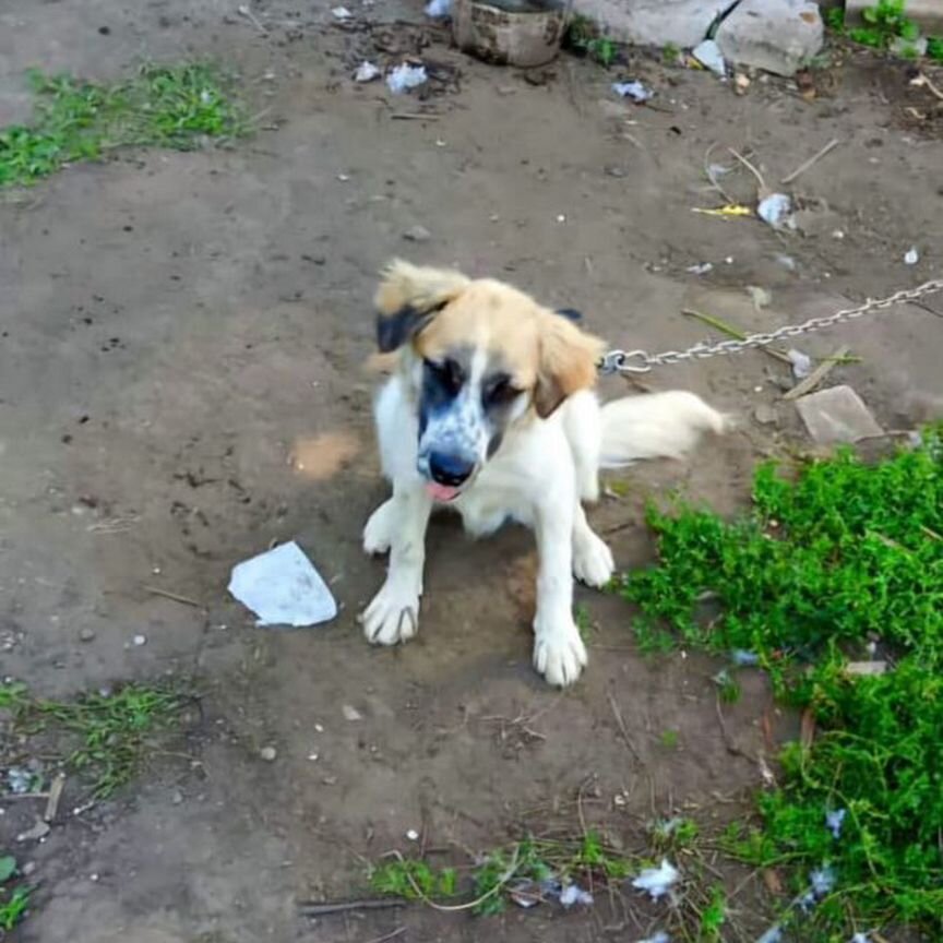 Щенка хотят убить