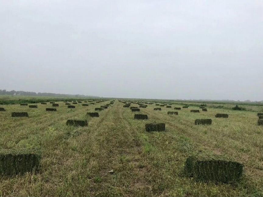Сено разнотравие