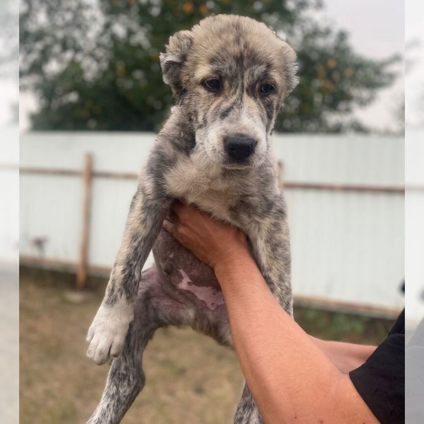 Щенки алабая продажа