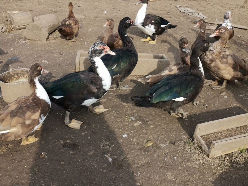 Селезень мускусной утки