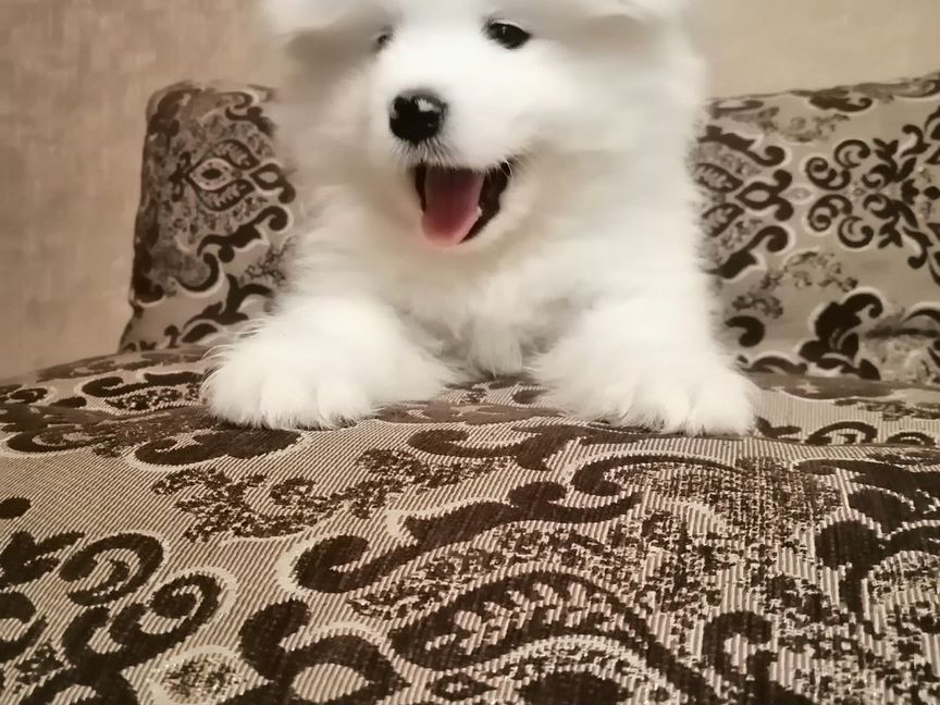 Самоедская лайка