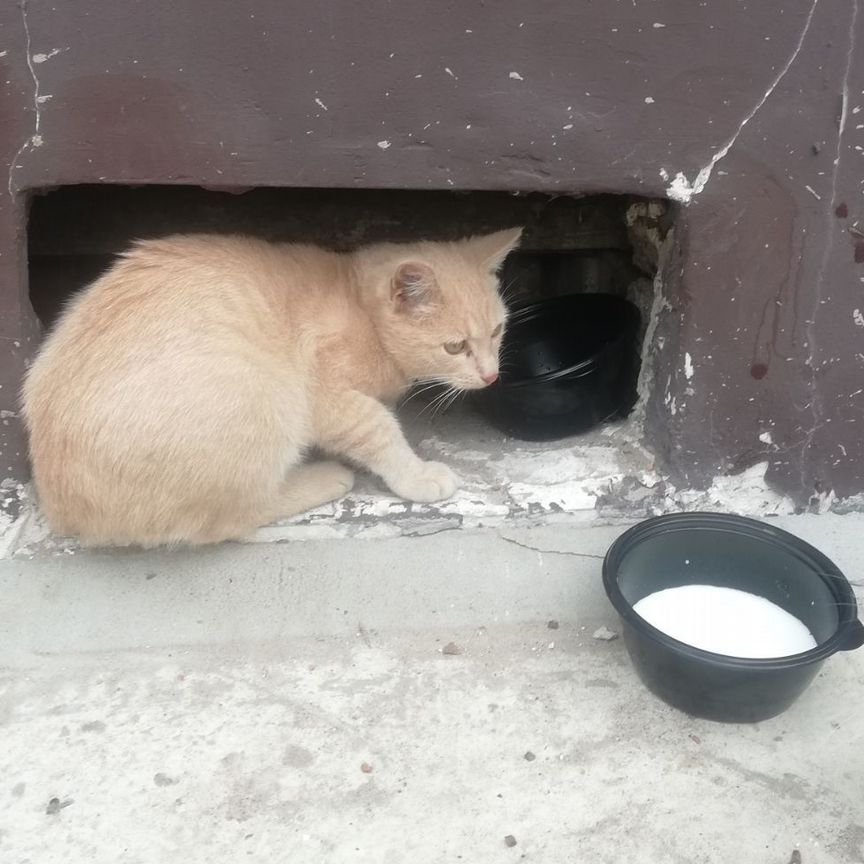 Котик в добрые руки