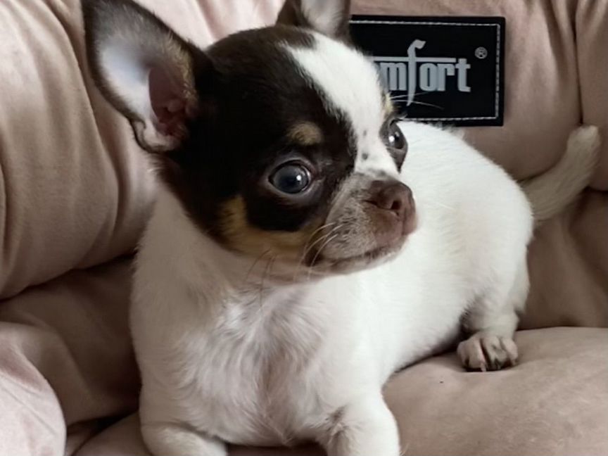 Чишки ребятишки