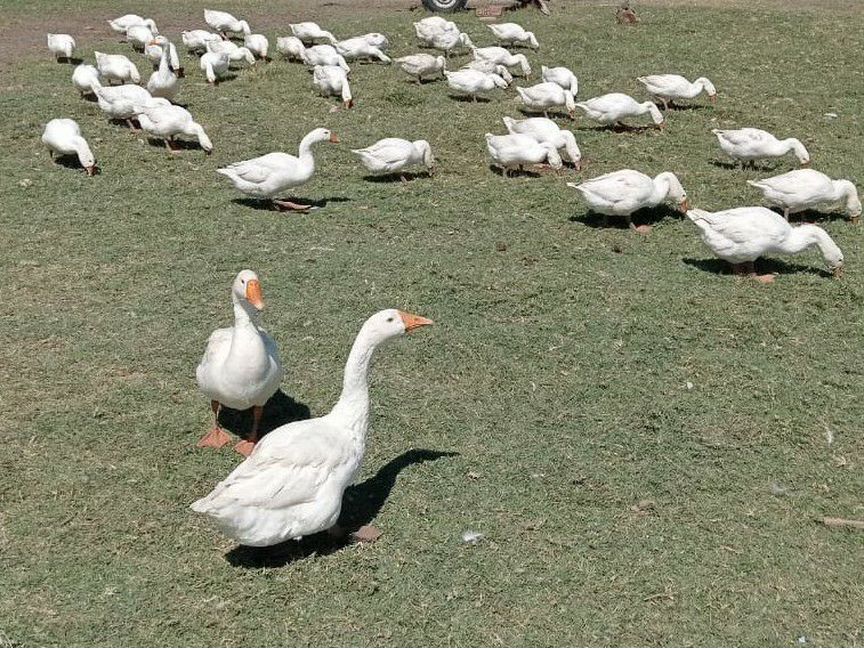 Башкирские гуси