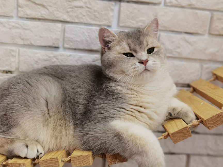 Британский котенок голубое золото