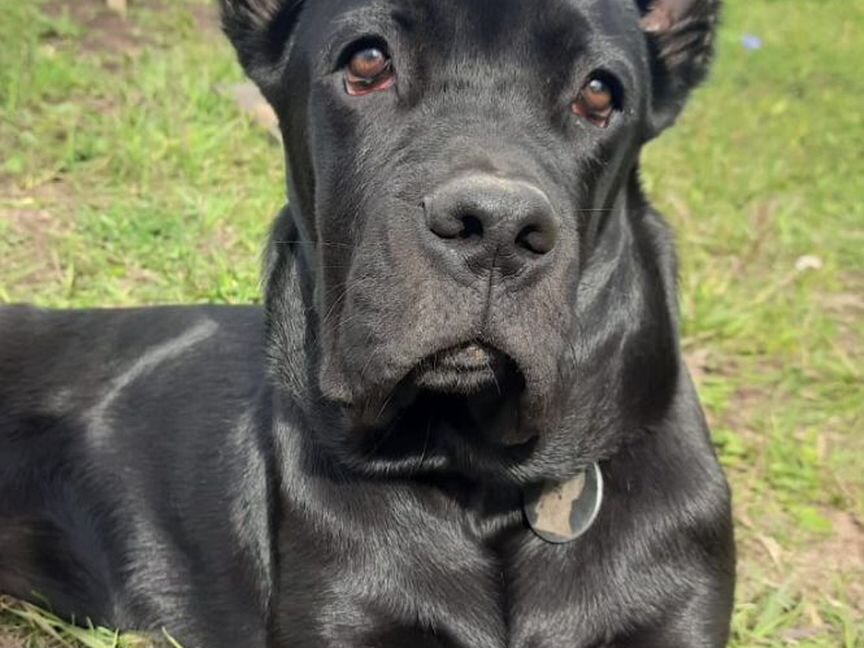 Собака кане корсо