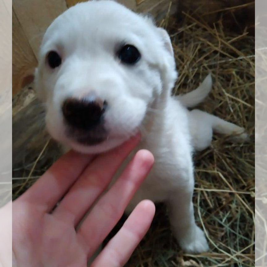 Лайка, щенок