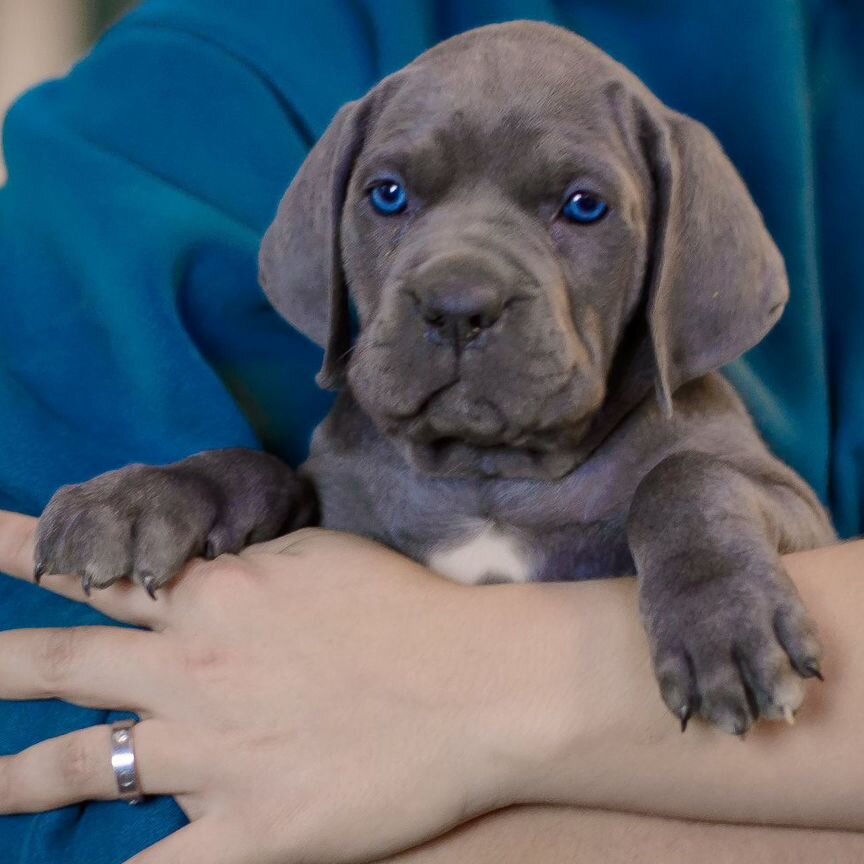 Кане-корсо, щенок