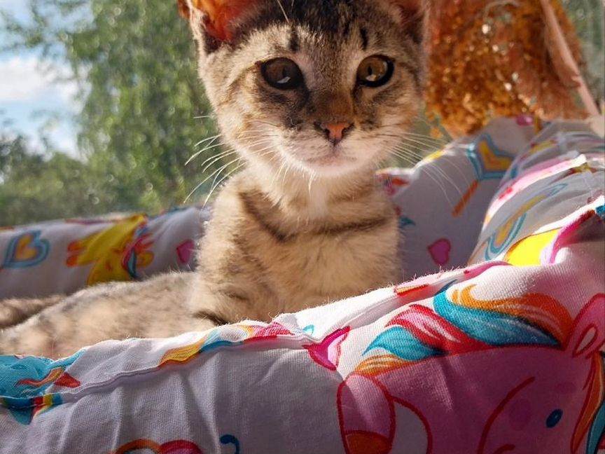 Котенок в дар, ищет дом котенок