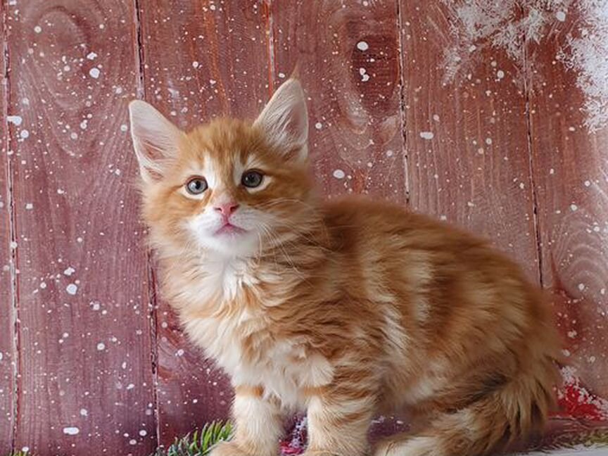 Норвежский лесной котик рыжик Ulvar