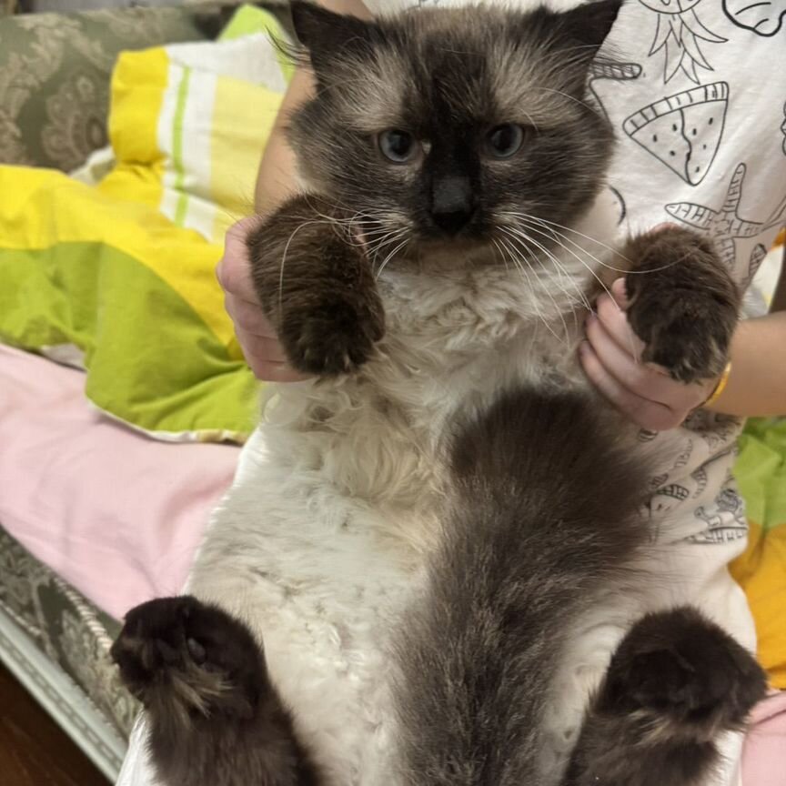 Тайский кот