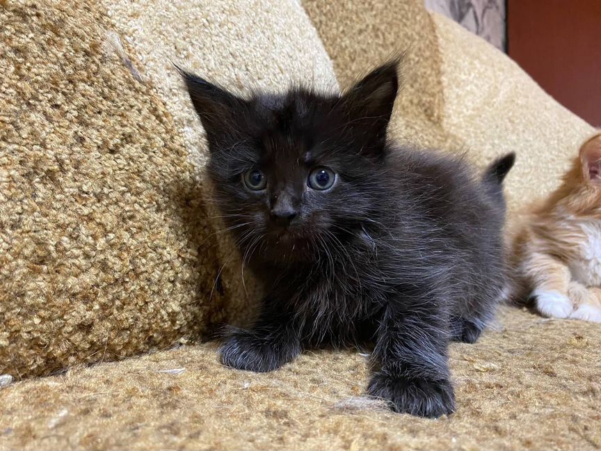 Кошки мейн-кун