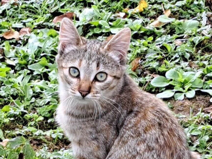 Котенок 4мес (девочка)