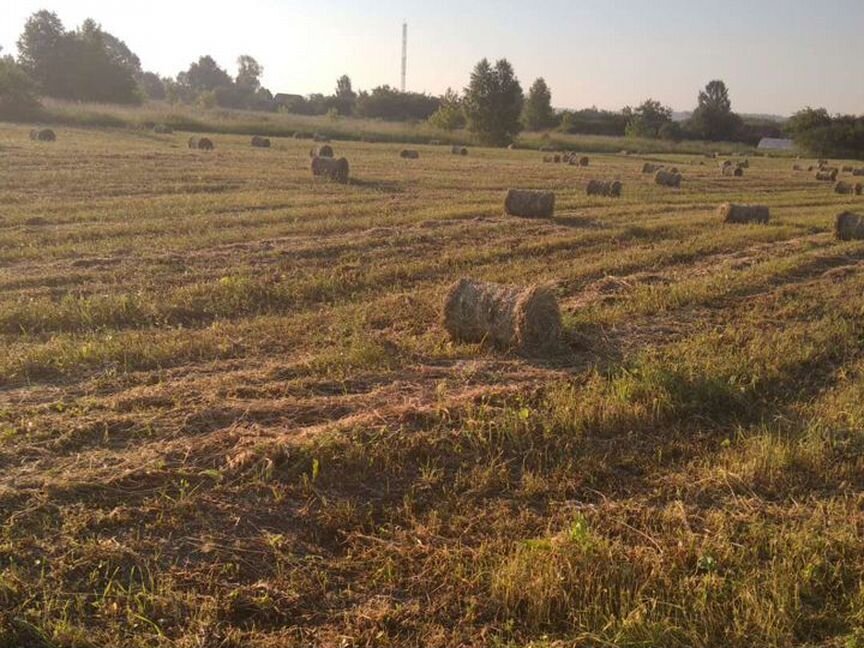 Сено в рулонах
