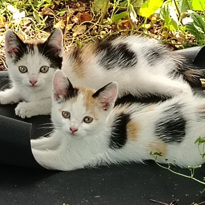 Котята,3 шт месяца два
