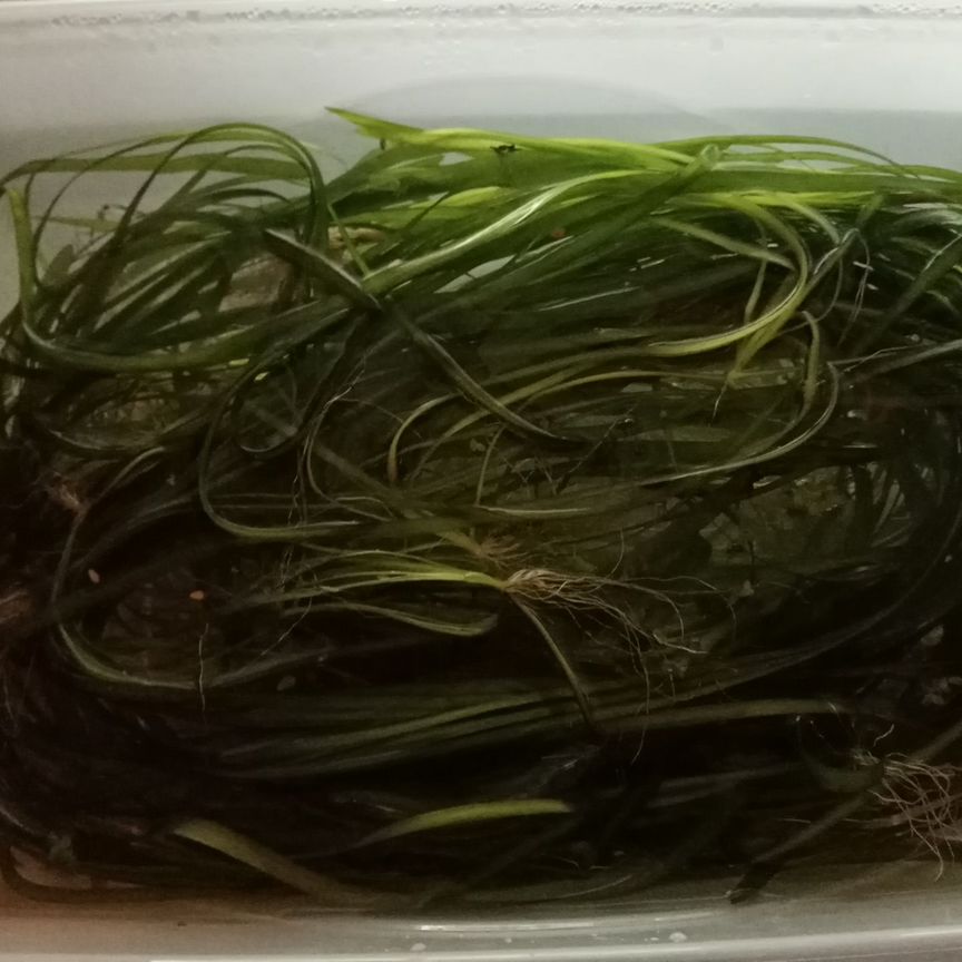 Валлиснерия