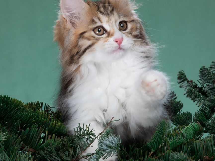 Курильский бобтейл котенок из питомника