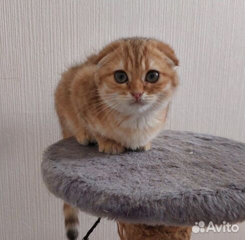 Золотой тикированный