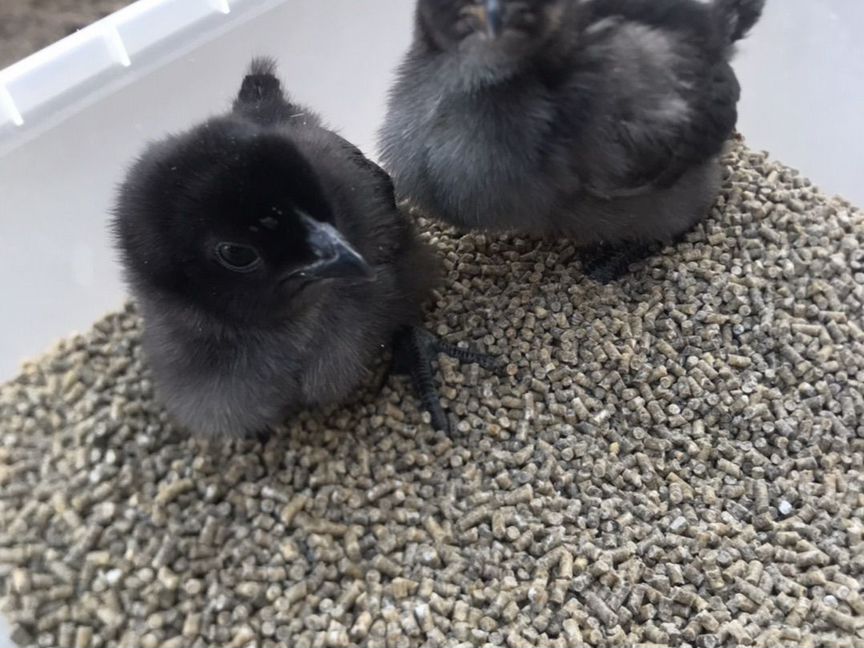 Цыплята Ухейилюй