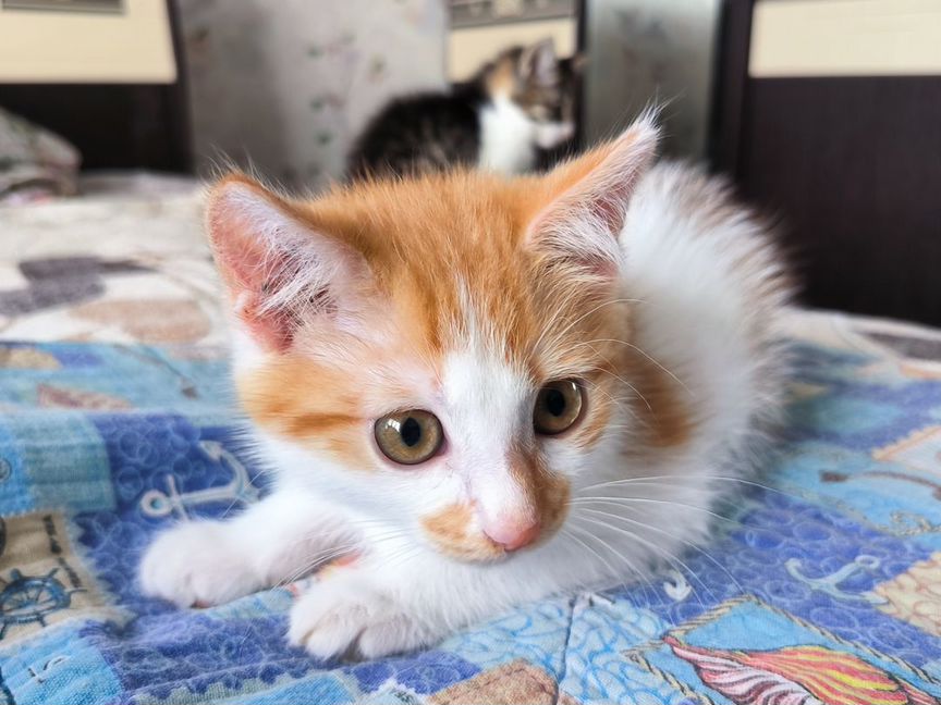 Рыжий мальчик, 2 мес. в поиске дома