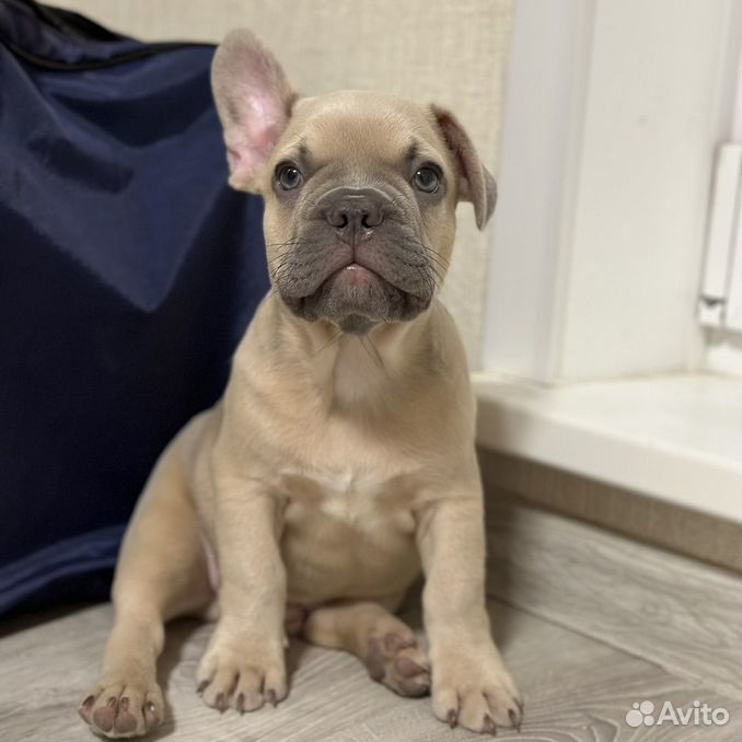 Французский бульдог лиловый ген мальчик