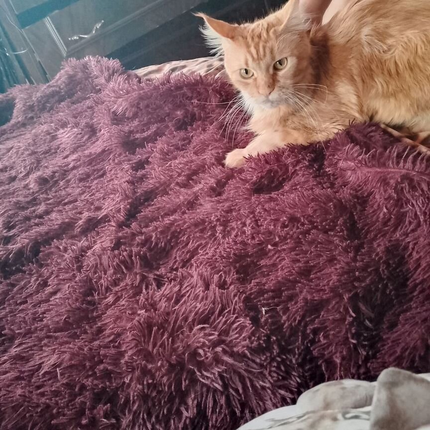 Мейн-кун котёнок