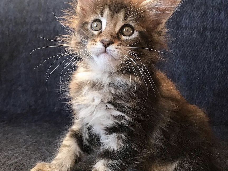 Котенок мейн кун