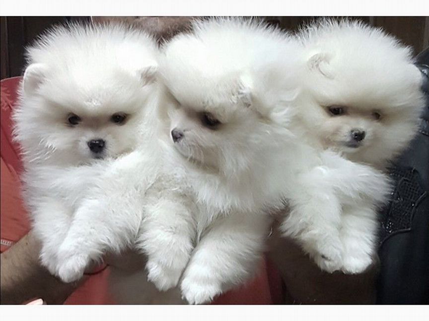 Щенки белого шпица