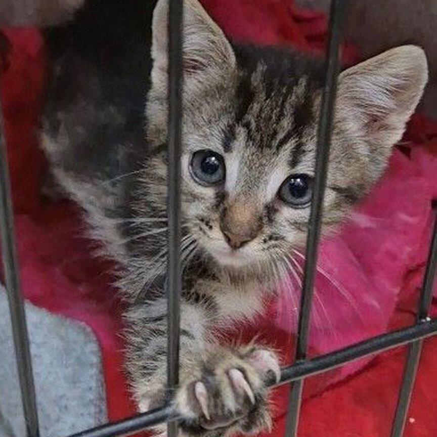 Котёнок в добрые руки