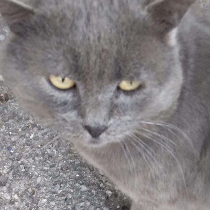 Кот, дымчатый цвет