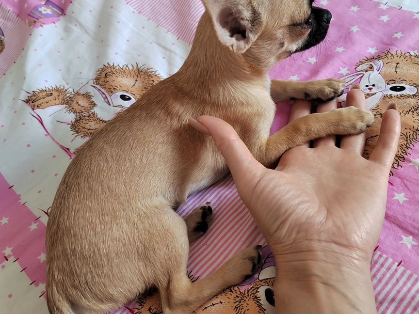 Рыжик чихуахуа