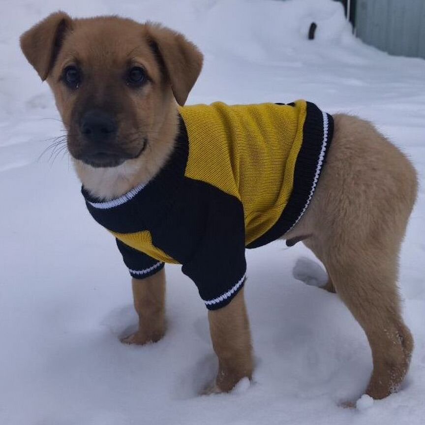 Щенок в добрые руки