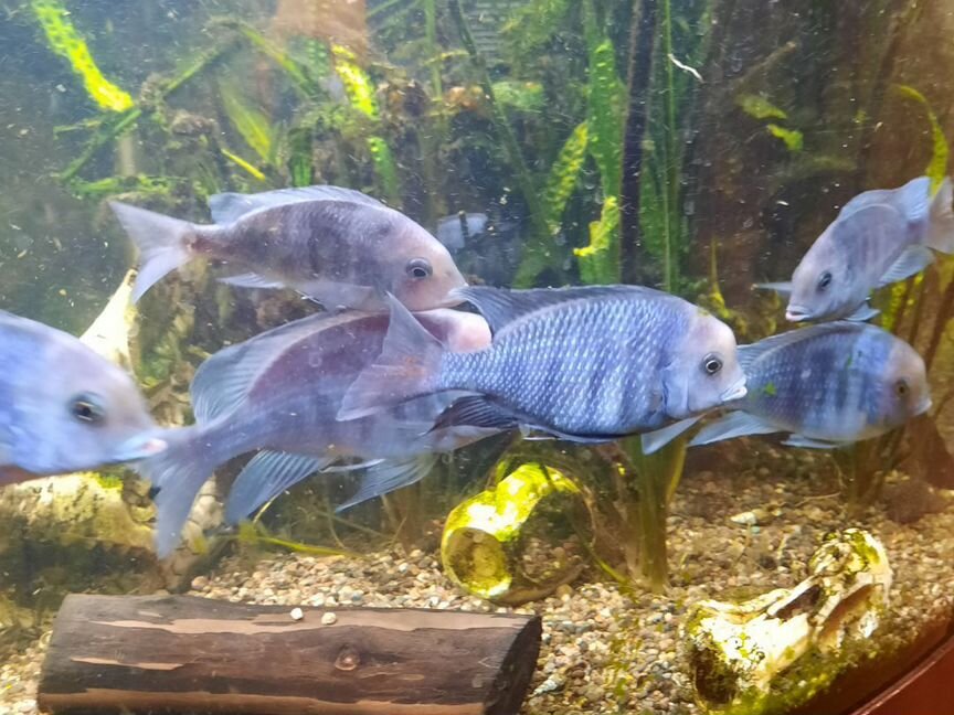 Подрощенные рыбки "дельфин"