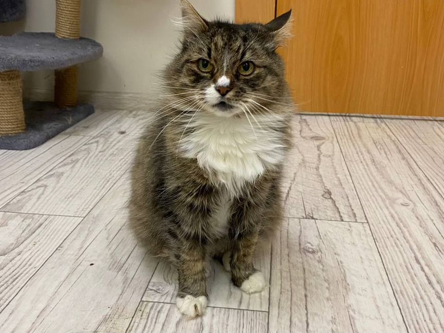 Красавица Сыроежка ищет свою семью