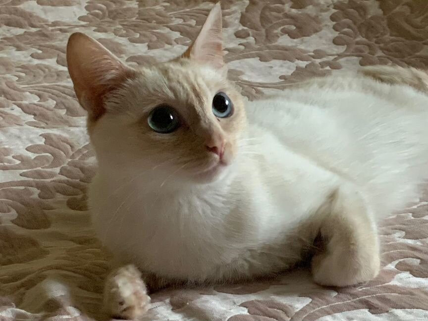Кошка тайская метис