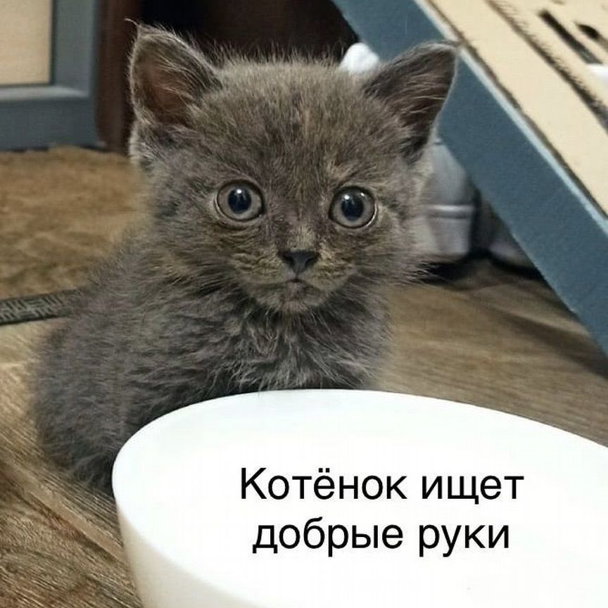 Котенок в добрые руки